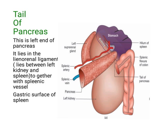 Pancreas 2.pdf