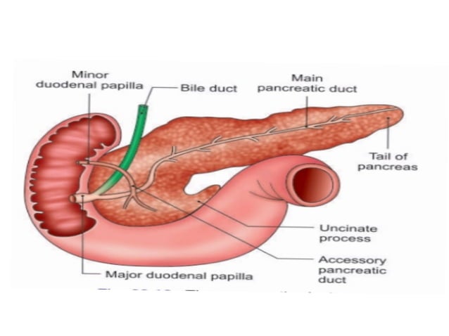 Pancreas 2.pdf