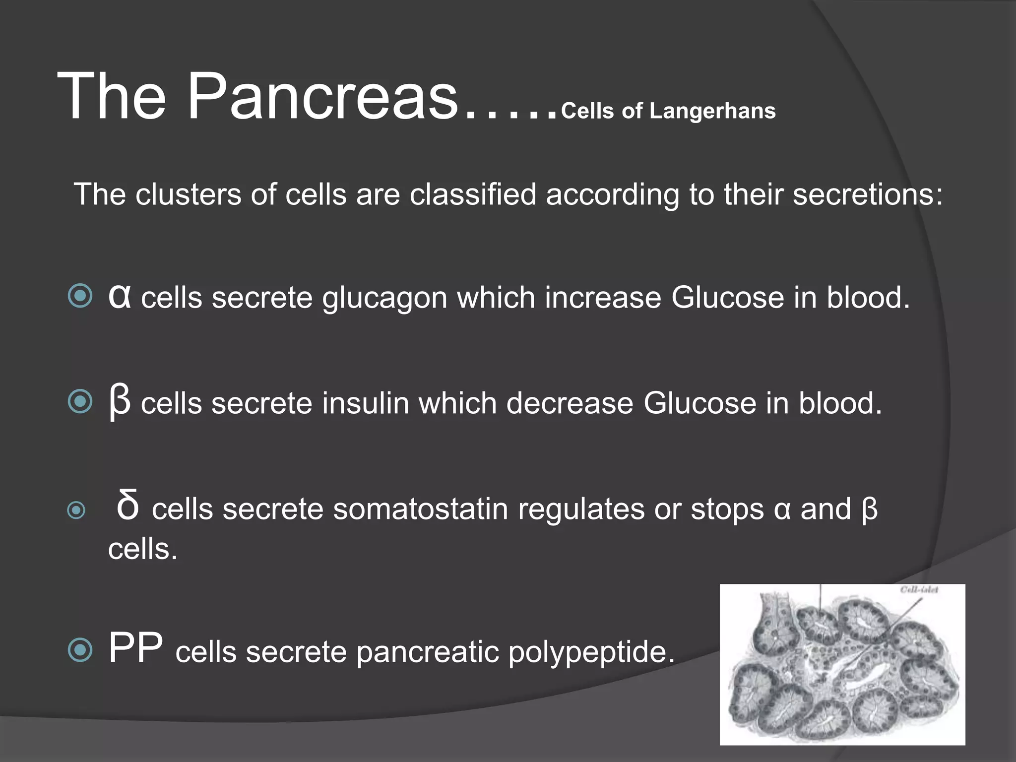 Pancreas 3 | PPSX