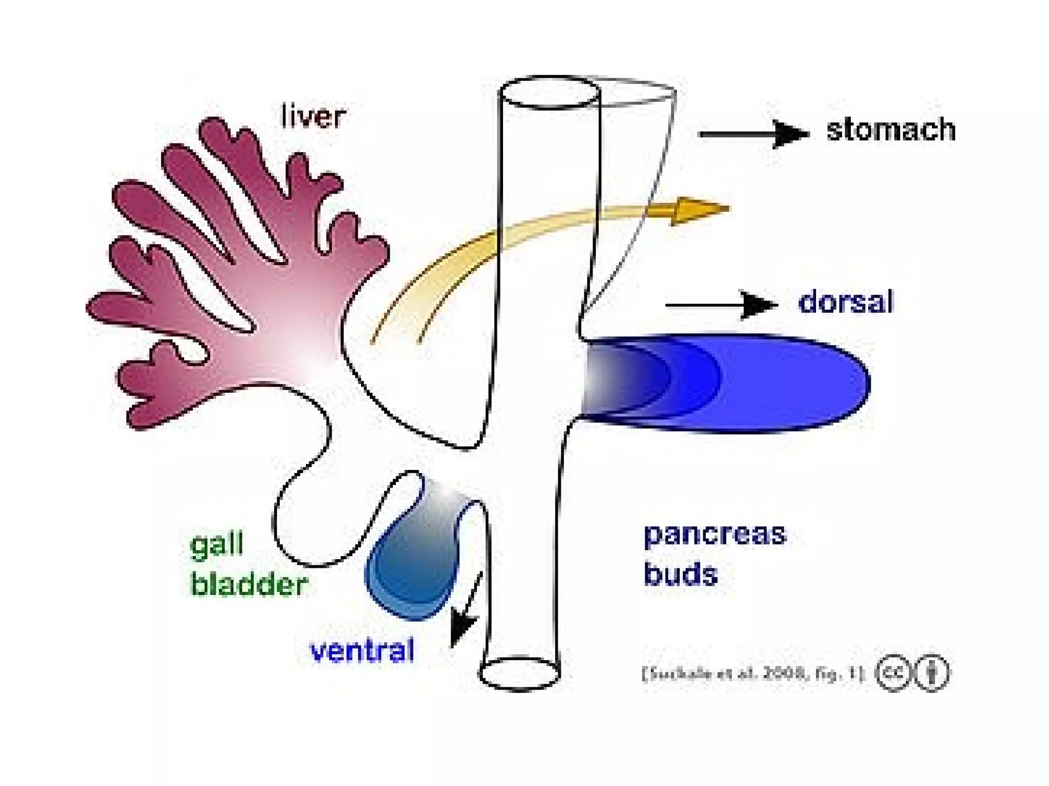Pancreas ultrasound | PPT