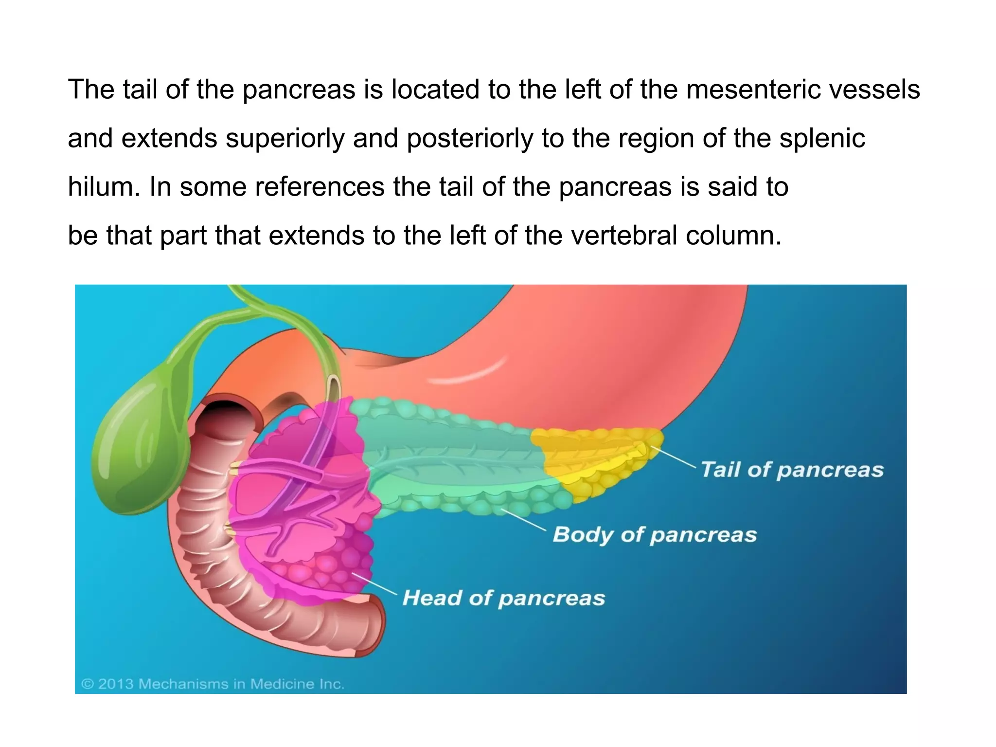 Pancreas ultrasound | PPT