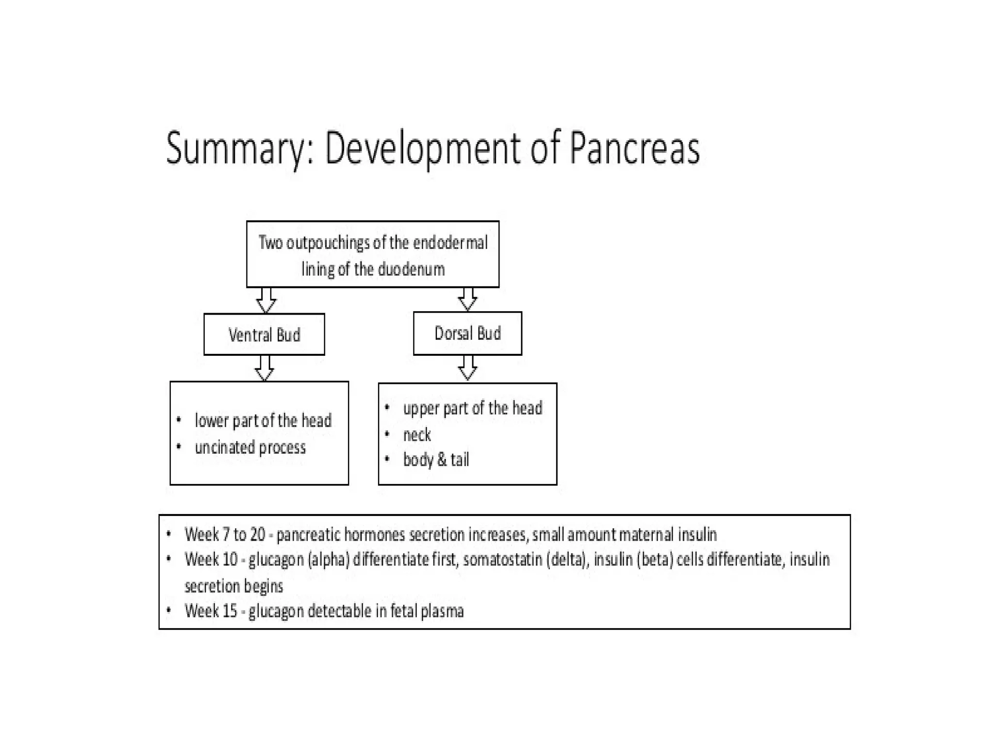 Pancreas ultrasound | PPT