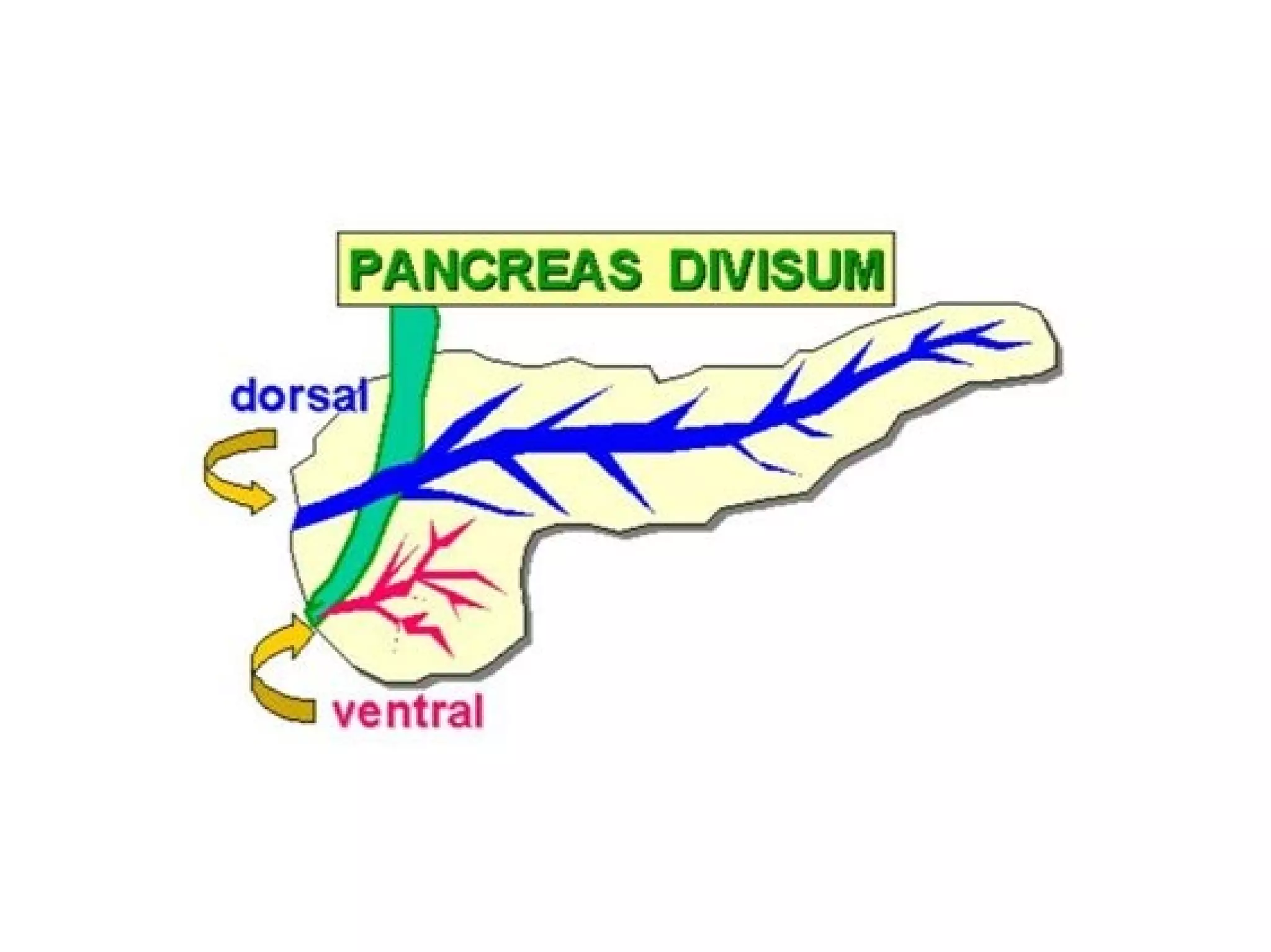 Pancreas ultrasound | PPT