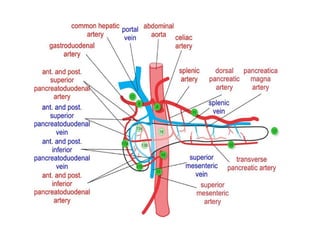 Pancreas ultrasound | PPT