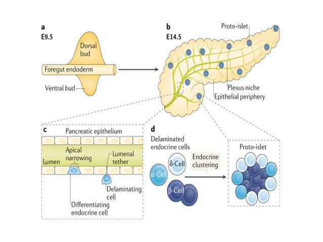 Pancreas ultrasound