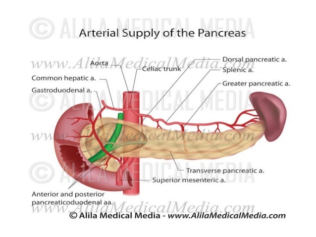 Pancreas ultrasound