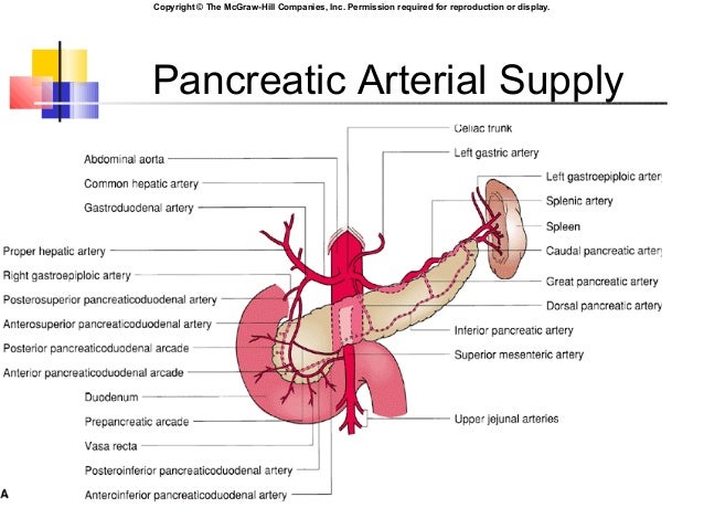 Pancreas 78
