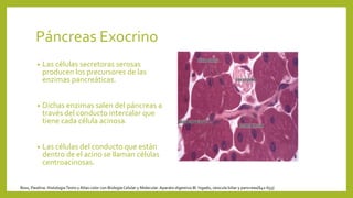 Pancreas anatomía y fisiología | PPTX