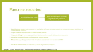 Pancreas anatomía y fisiología | PPTX