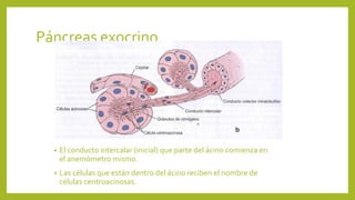Pancreas anatomía y fisiología | PPTX