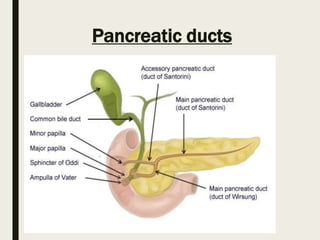 Pancreas anatomy for experts by Dr Harsh Shah(www.gastroclinix.com) | PPTX