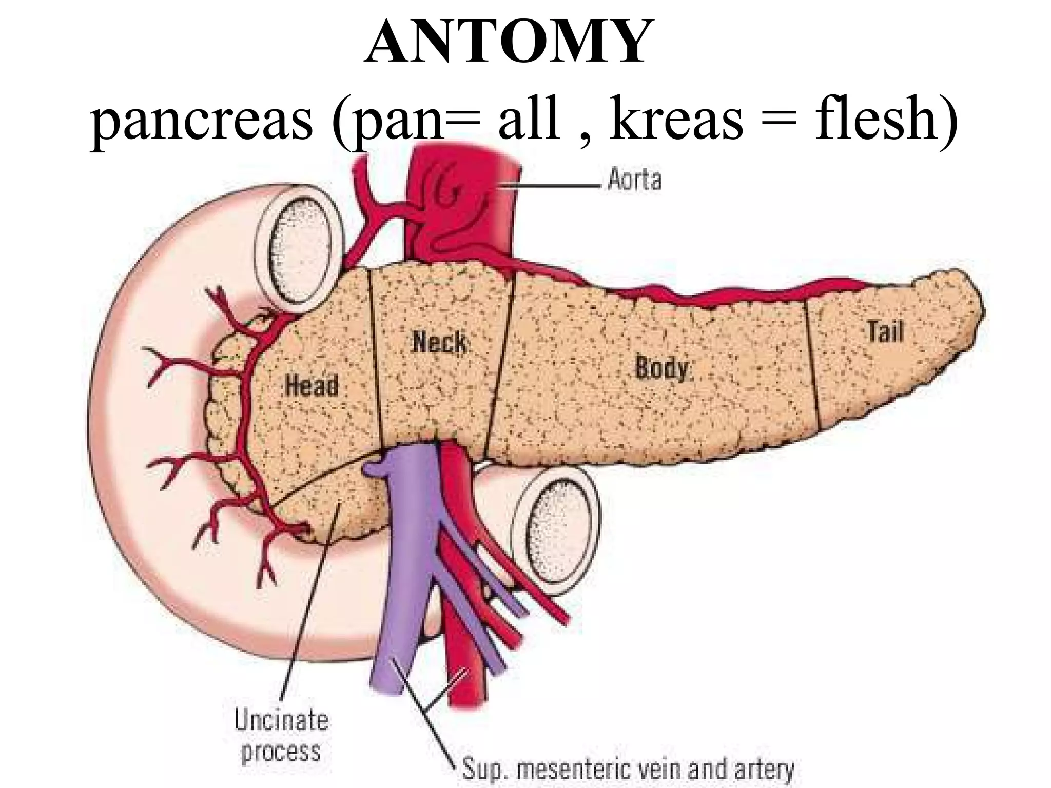 Pancreas anatomy and functions | PPT