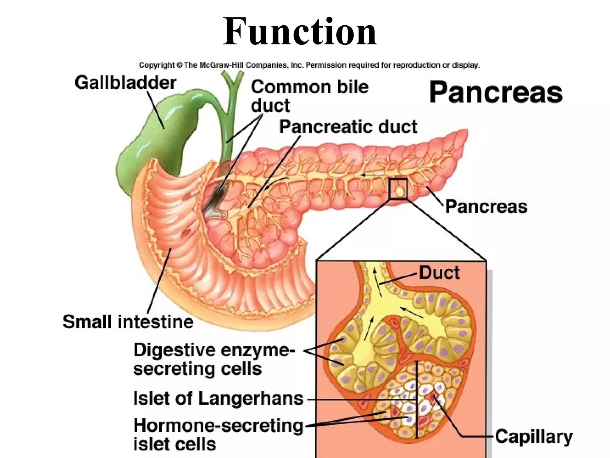 Pancreas anatomy and functions | PPT