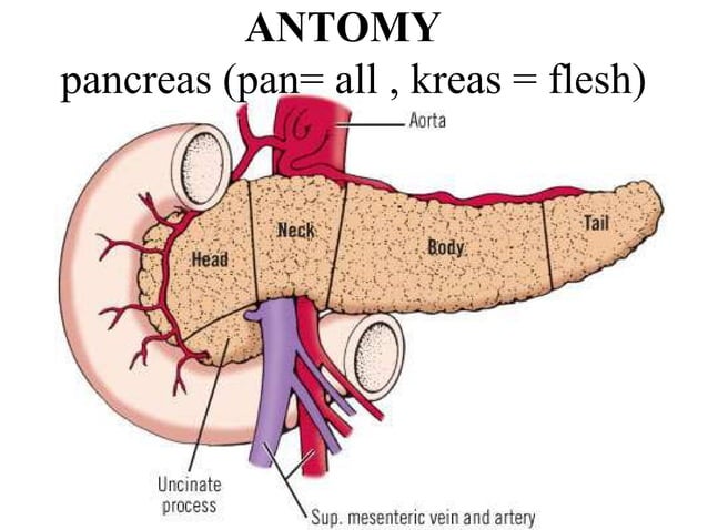 Pancreas anatomy and functions | PPT | Endocrine and Metabolic Diseases ...