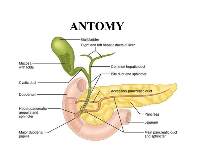 Pancreas anatomy and functions | PPT | Endocrine and Metabolic Diseases ...
