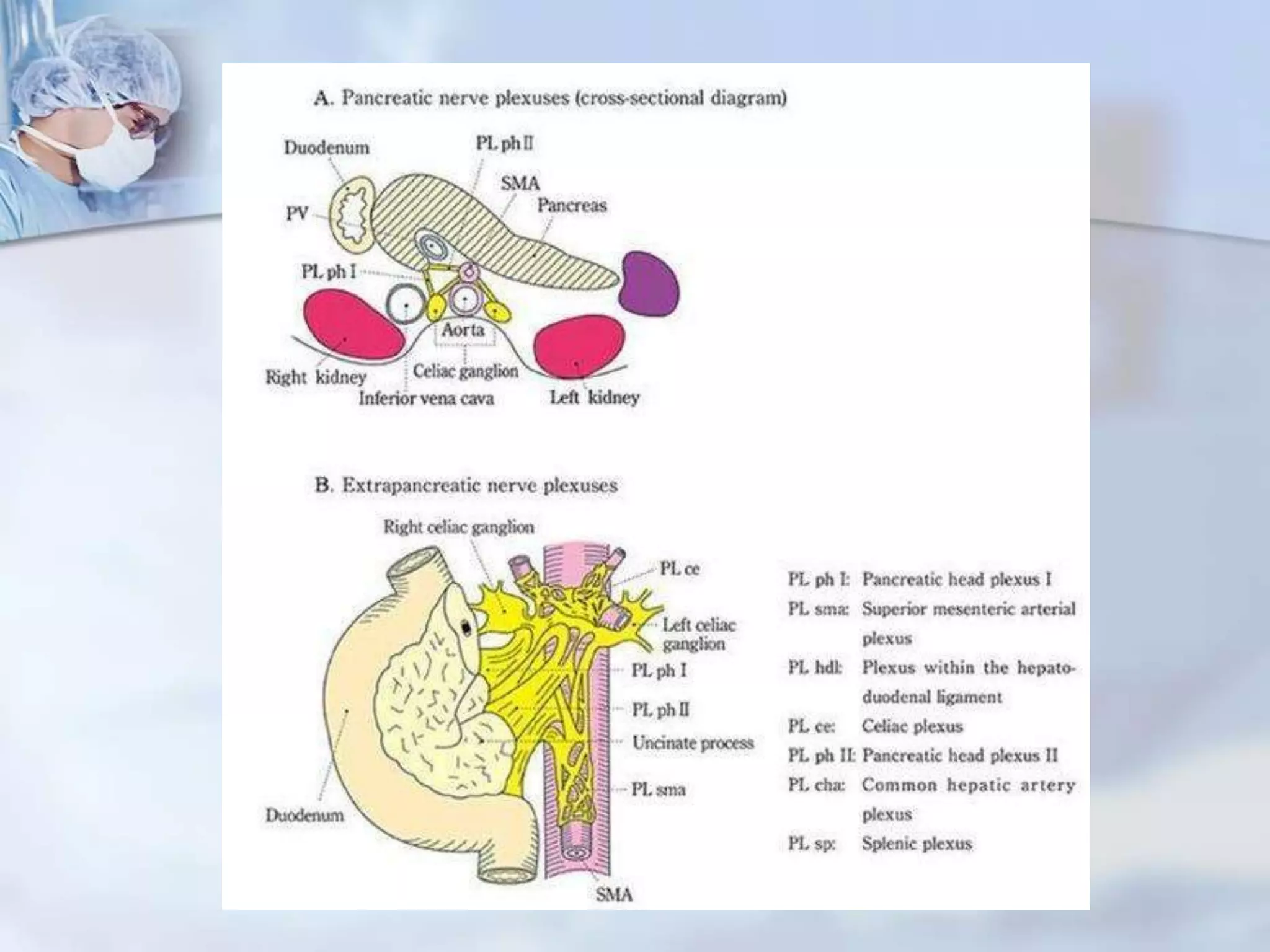 Pancreas anatomy,physiology and relavent ivt.dr quiyum | PPT