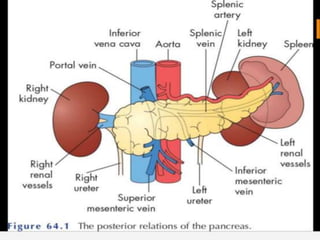 Pancreas anatomy,physiology,investigations.pptx