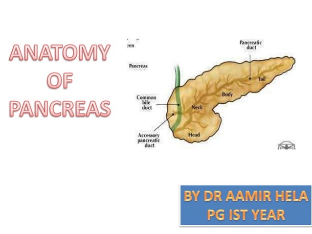 ANATOMY OF PANCREAS | PPTX