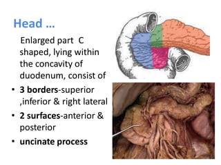 ANATOMY OF PANCREAS | PPTX