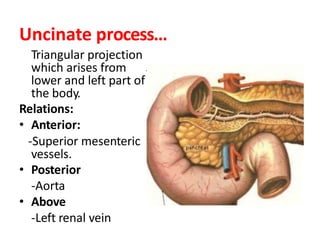 ANATOMY OF PANCREAS | PPTX