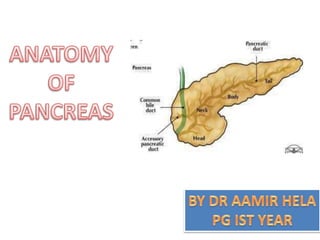 ANATOMY OF PANCREAS | PPT