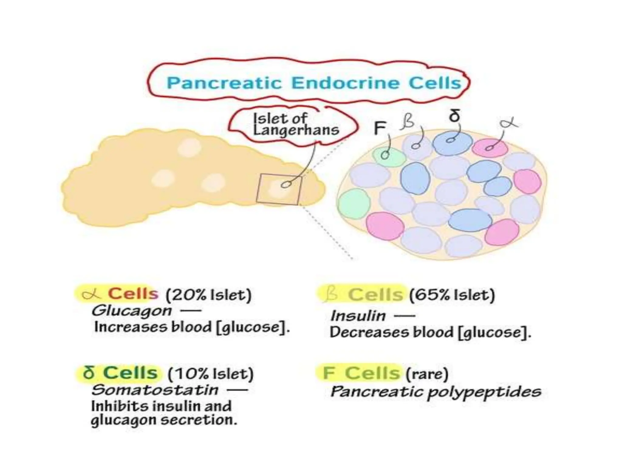 Pancreas gland and its Hormones insulin and glucagon.pptx