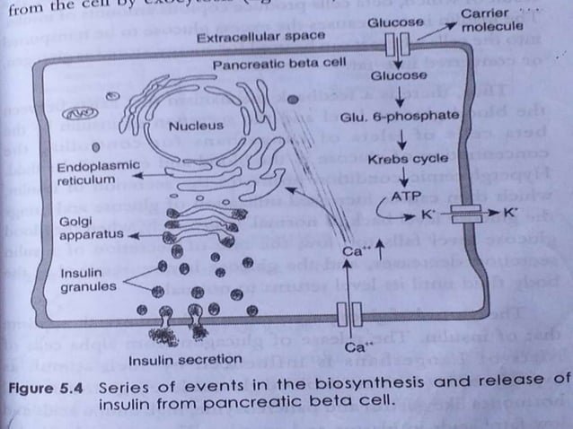 Pancreas gland and its Hormones insulin and glucagon.pptx
