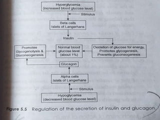 Pancreas gland and its Hormones insulin and glucagon.pptx