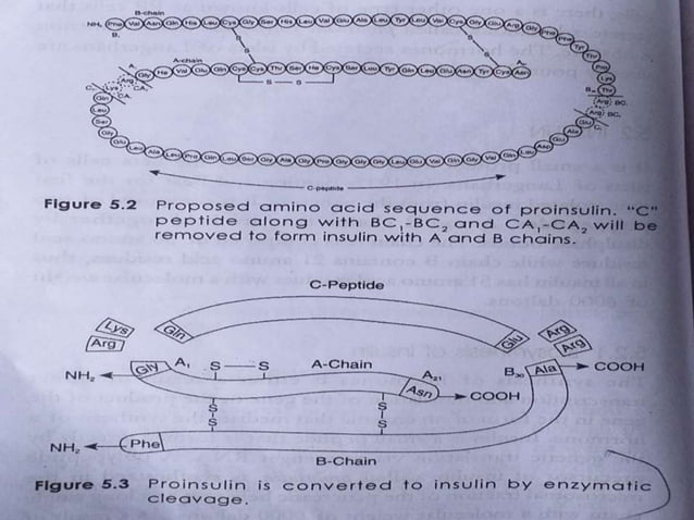 Pancreas gland and its Hormones insulin and glucagon.pptx
