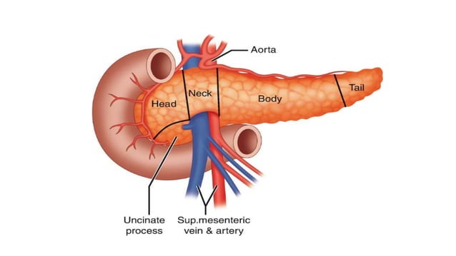 Pancreas and spleen dr aya.pptx