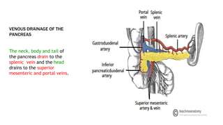 Pancreas and spleen dr aya.pptx