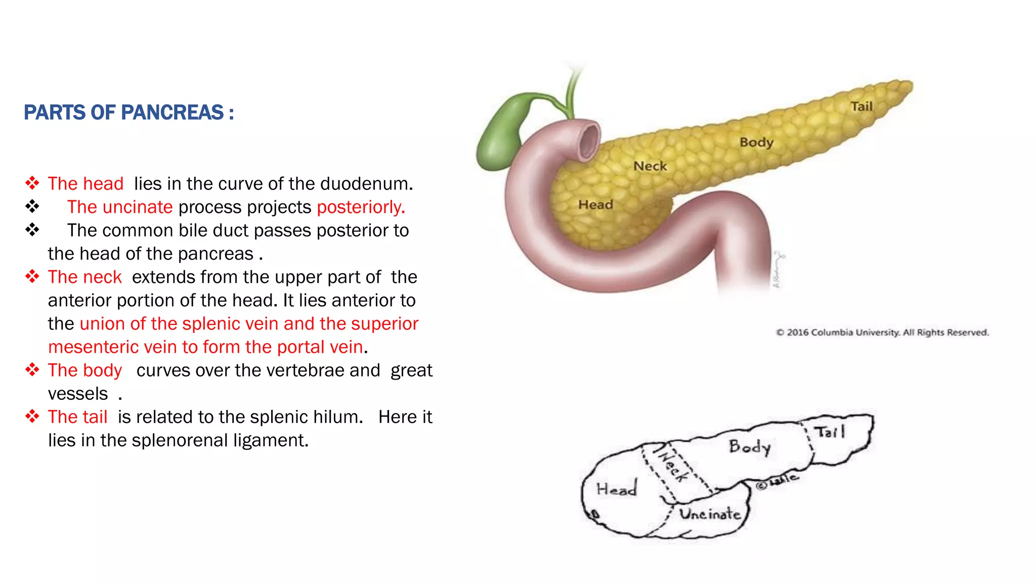 Pancreas and spleen dr aya.pdf