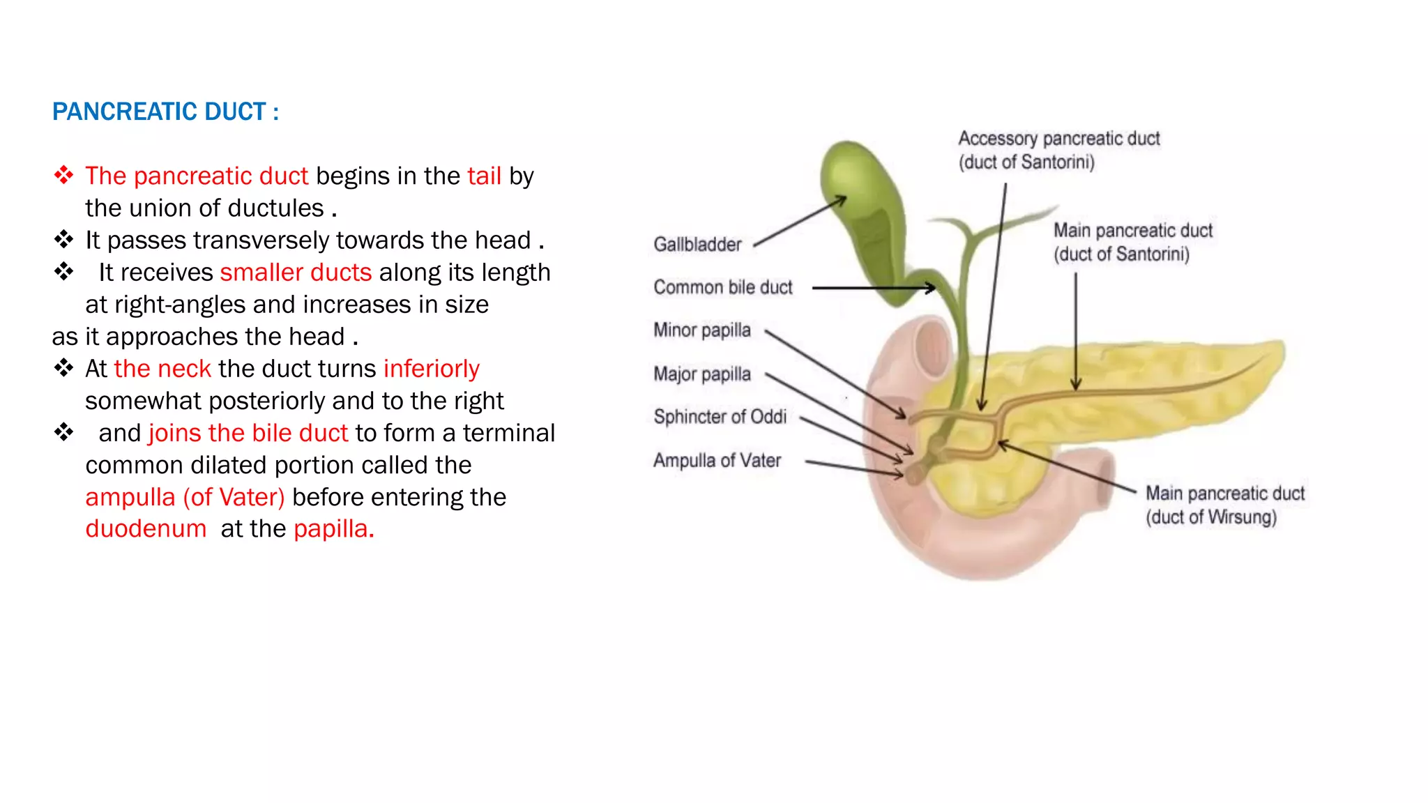 Pancreas and spleen dr aya.pdf