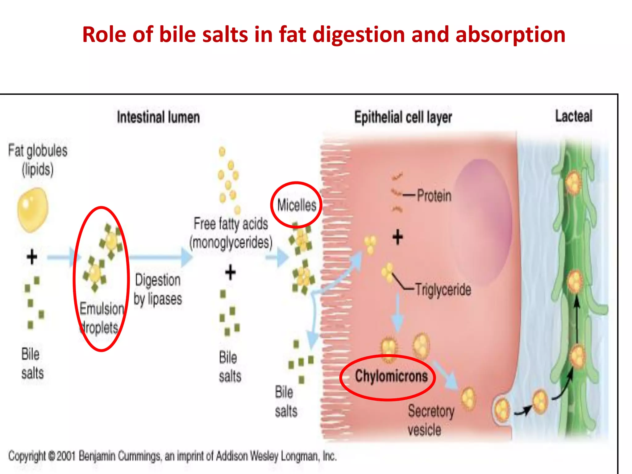 Pancreas & biliary system (prof. Mohamed Bendary).pdf