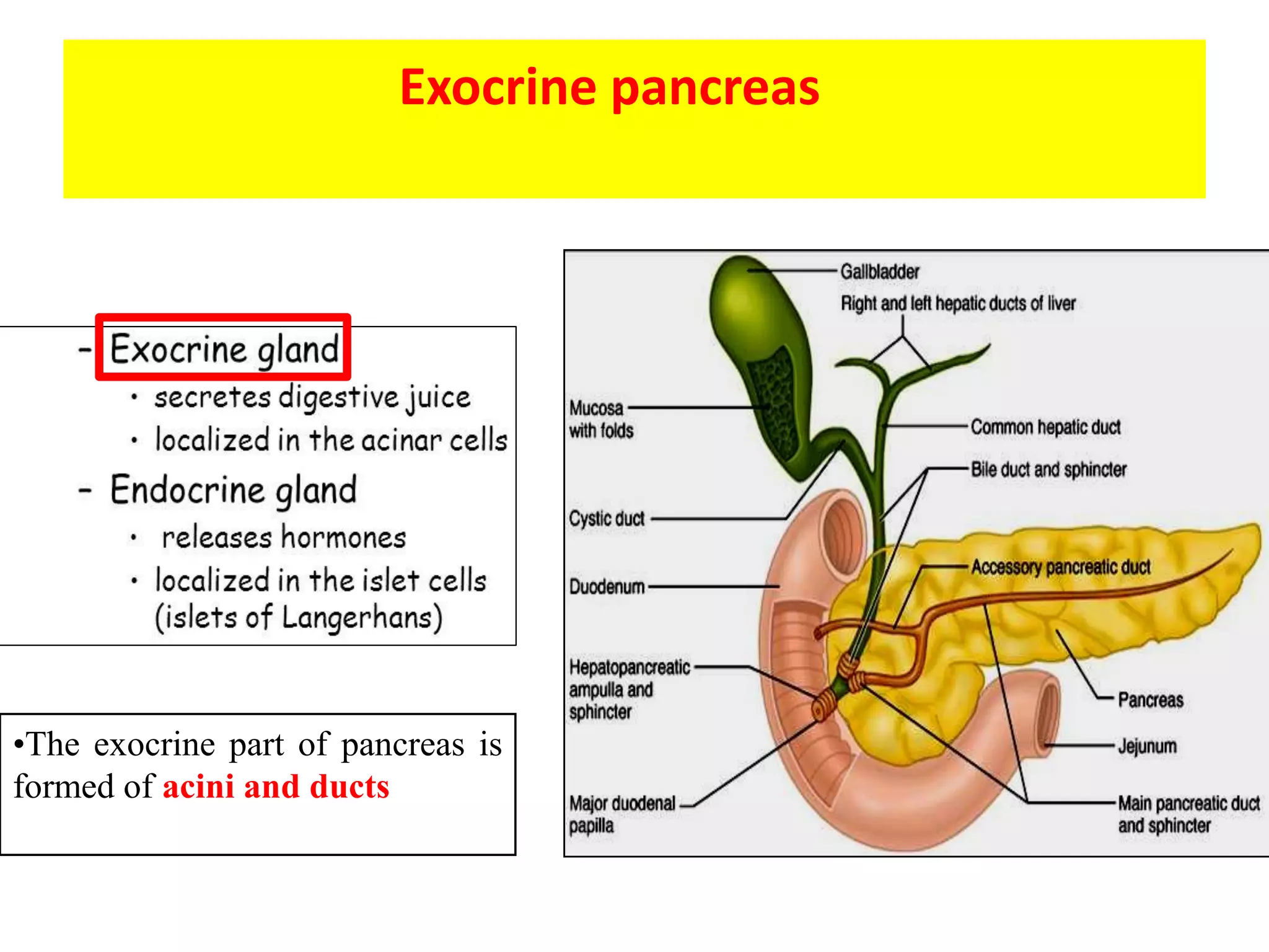 Pancreas & biliary system (prof. Mohamed Bendary).pdf