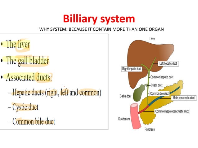 Pancreas & biliary system (prof. Mohamed Bendary).pdf