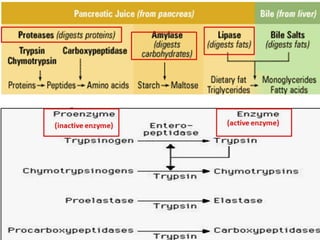 Pancreas & biliary system (prof. Mohamed Bendary).pdf