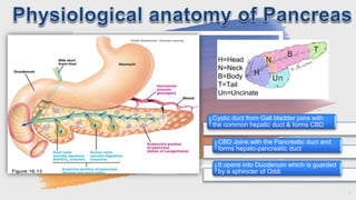 Pancreas by Anukriti and Akansha M.Sc. II year.pptx