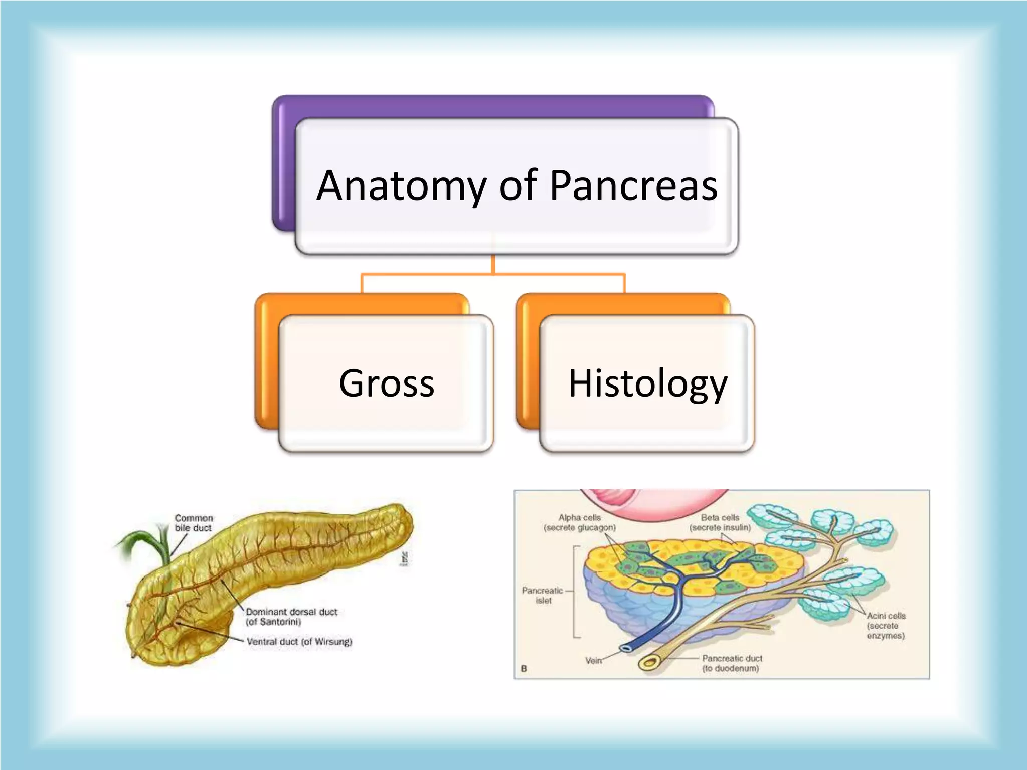 Pancreas Congenital Anomalies (agenesis, pancreas divisum, annular ...