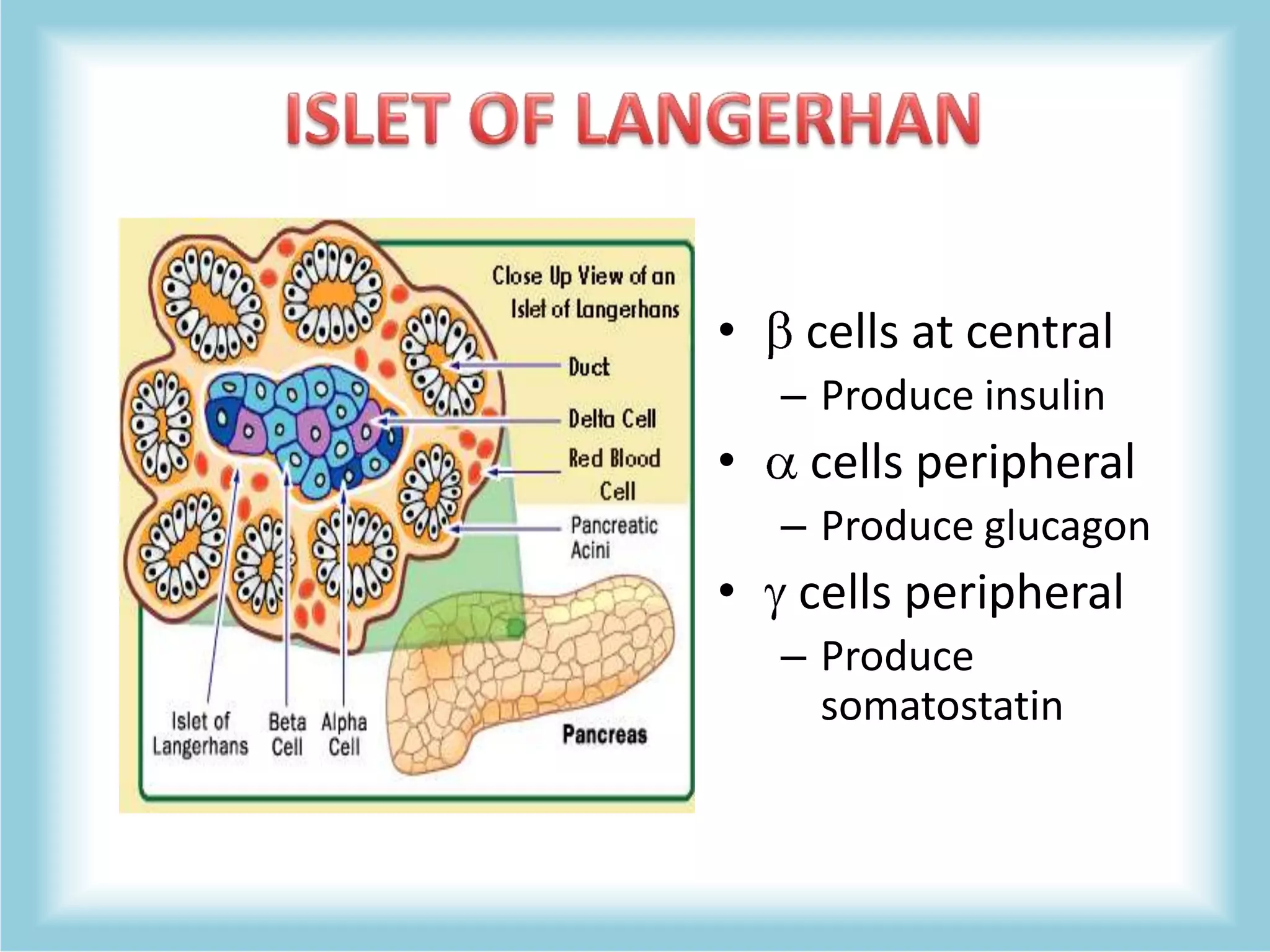 Pancreas Congenital Anomalies (agenesis, pancreas divisum, annular ...