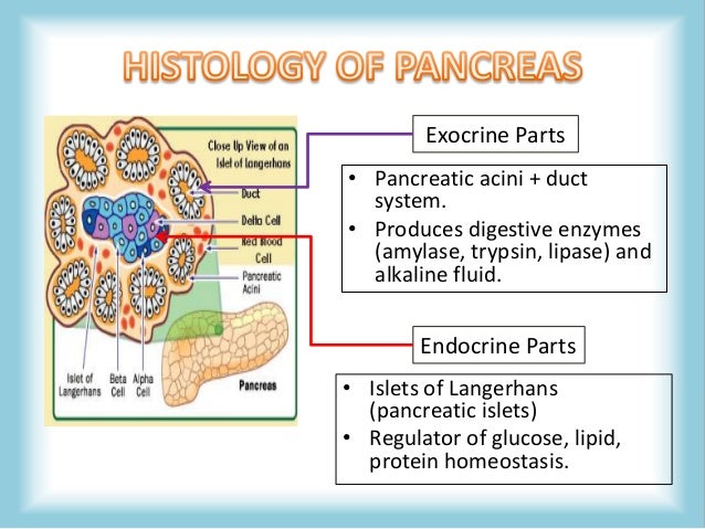 Pancreas Congenital Anomalies (agenesis, pancreas divisum, annular pa…