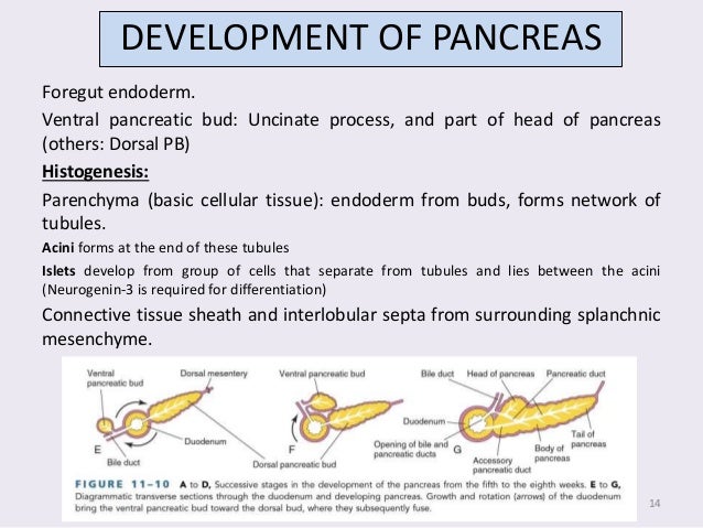 Pancreas cytology