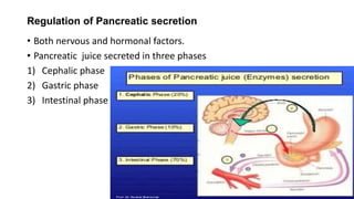Pancreatic juice and functions PPT asha... | PDF