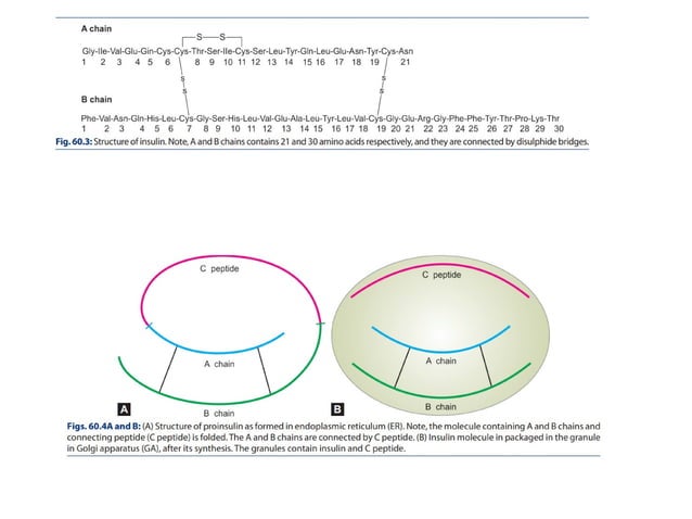 endocrine pancreas, insulin, glucagon.pptx