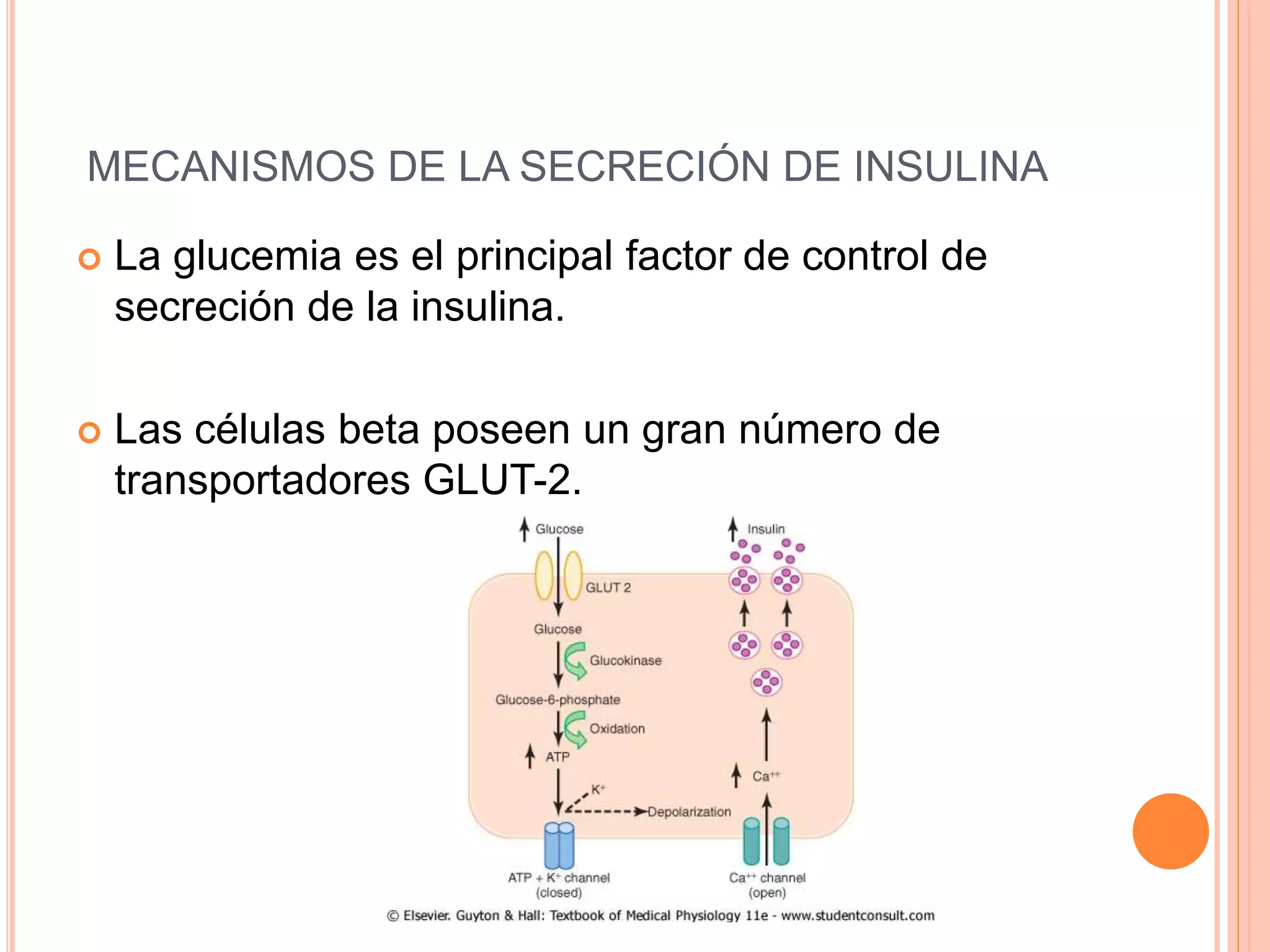 Pancreas e insulina | PPTX