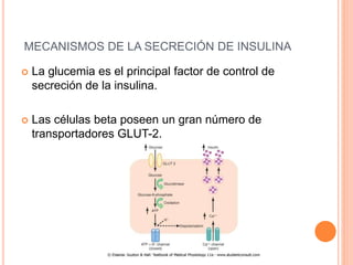 Pancreas e insulina | PPTX