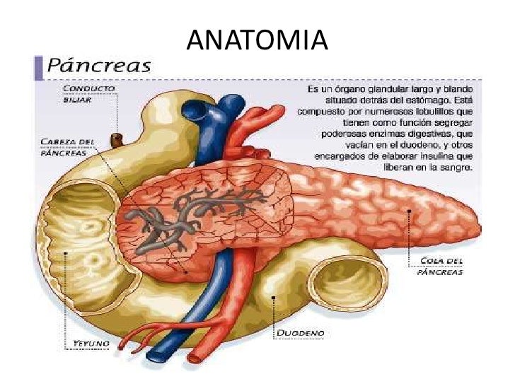 Pancreas Endocrino