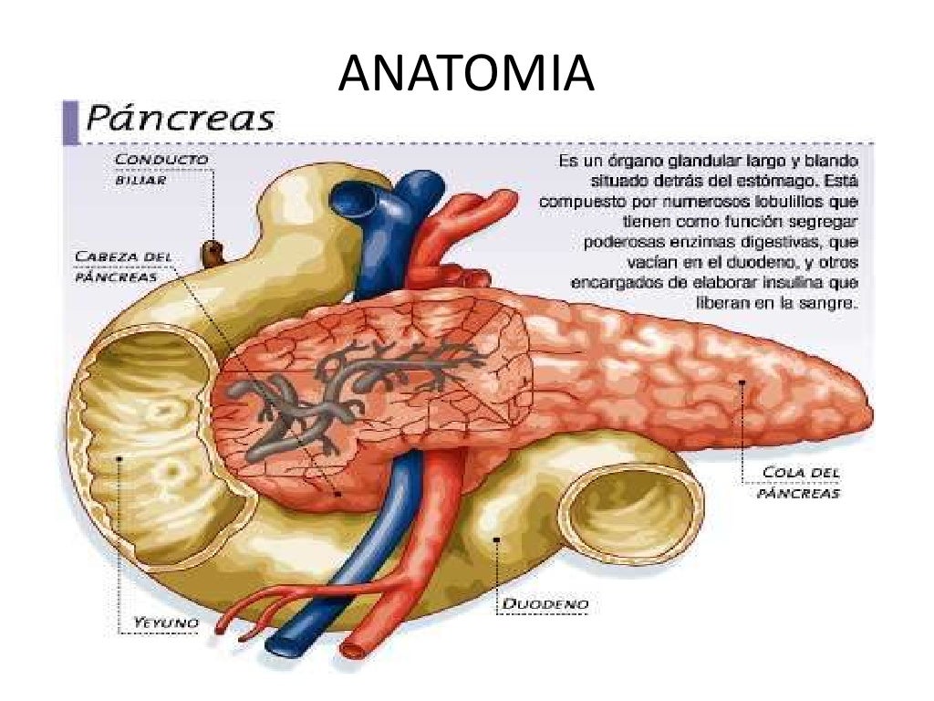 Pancreas endocrino