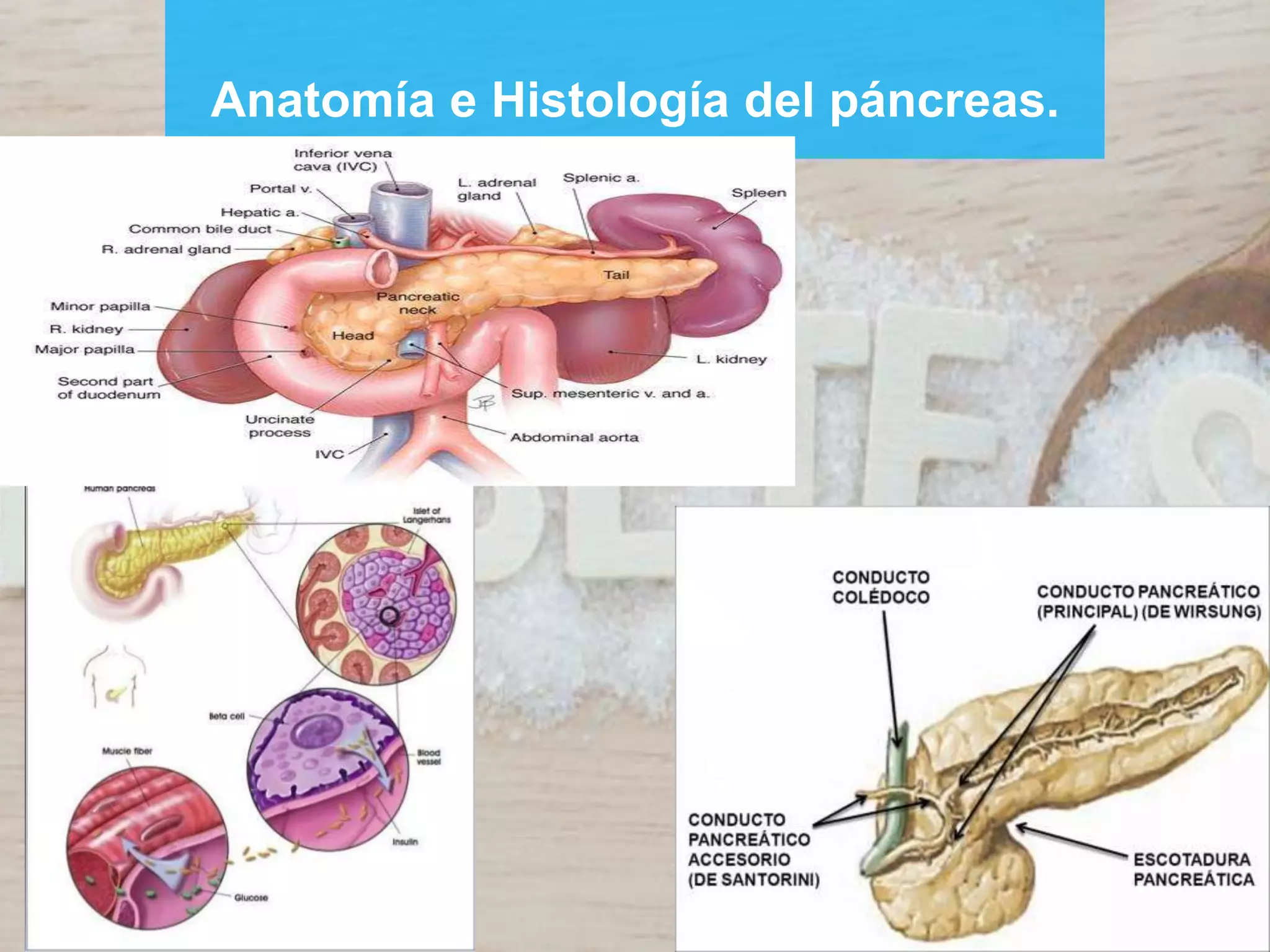 Diabetes Mellitus - páncreas endocrino | PPTX | Diabetes | Diseases and ...
