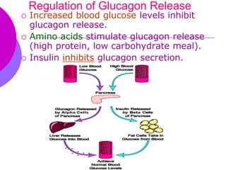 PANCREASE PHYSIOLOGY.pdf | Endocrine and Metabolic Diseases | Diseases and Conditions